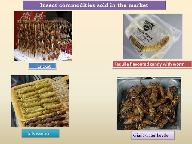 Insect as food | PPTX | Nutrition | Healthy Living