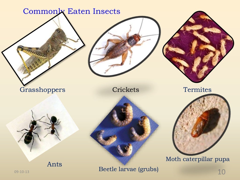 Insect as food