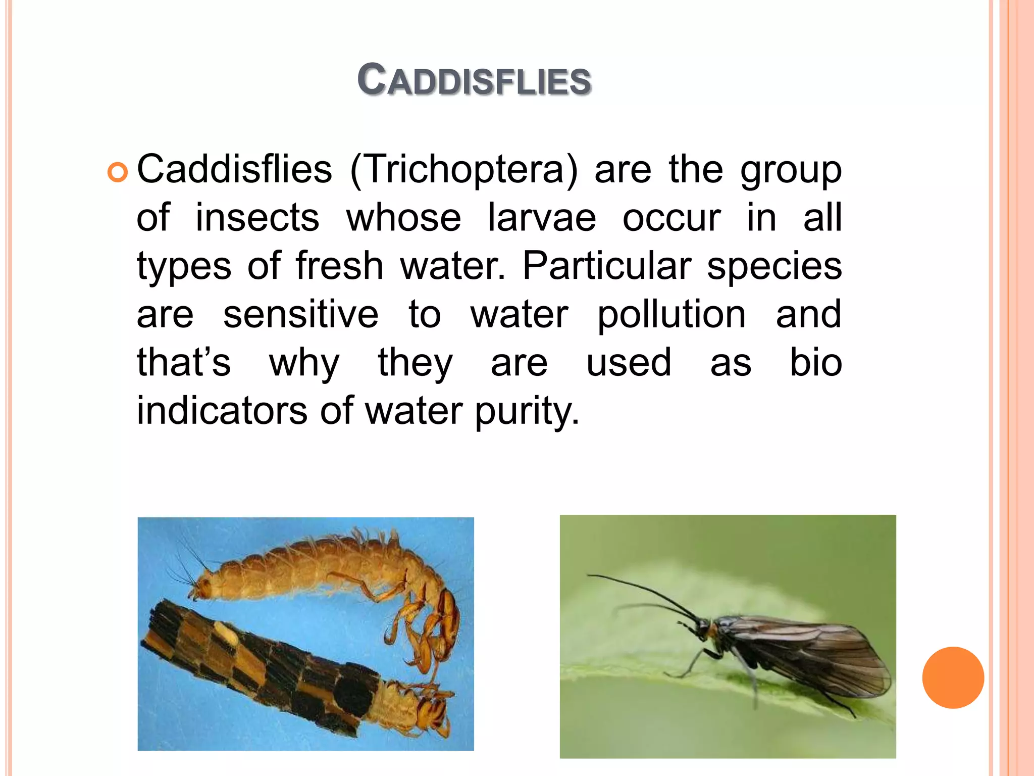 Insect as pollution indicator | PPTX