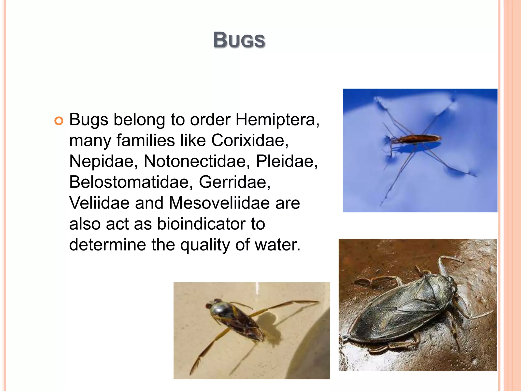 Insect as pollution indicator | PPTX