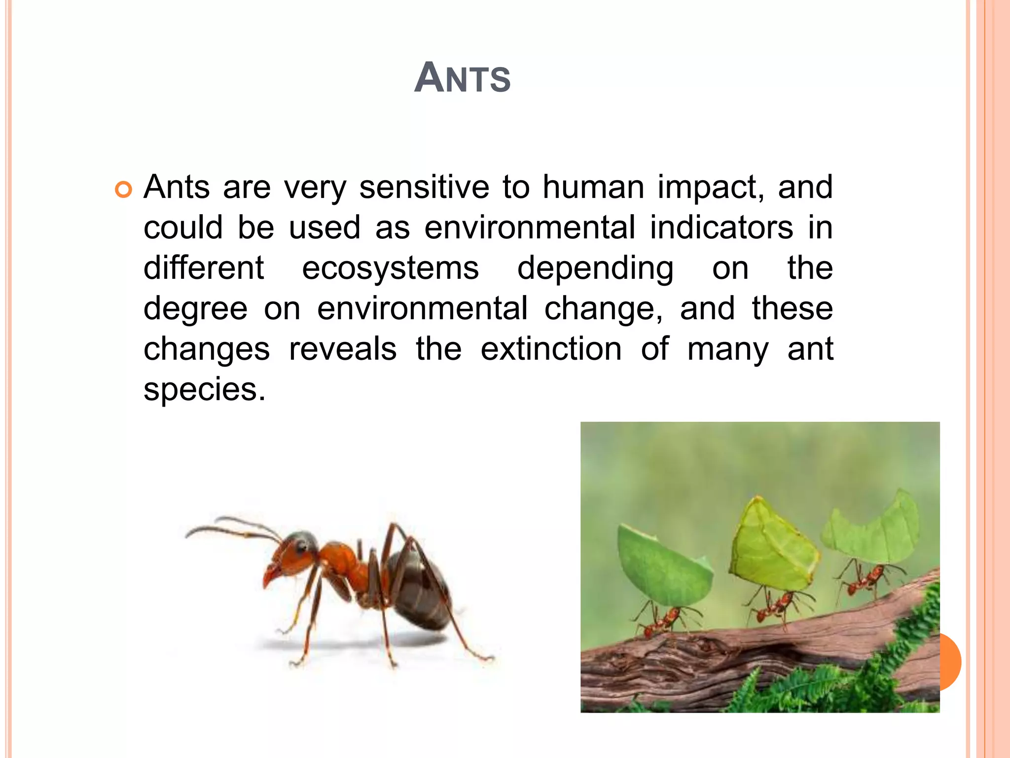 Insect as pollution indicator | PPTX