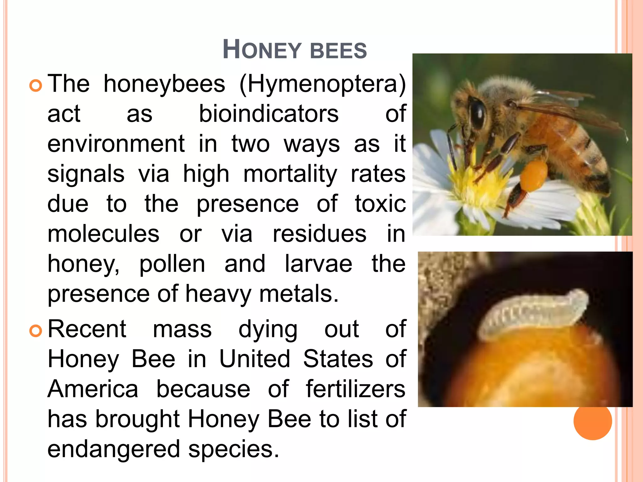 Insect as pollution indicator | PPTX
