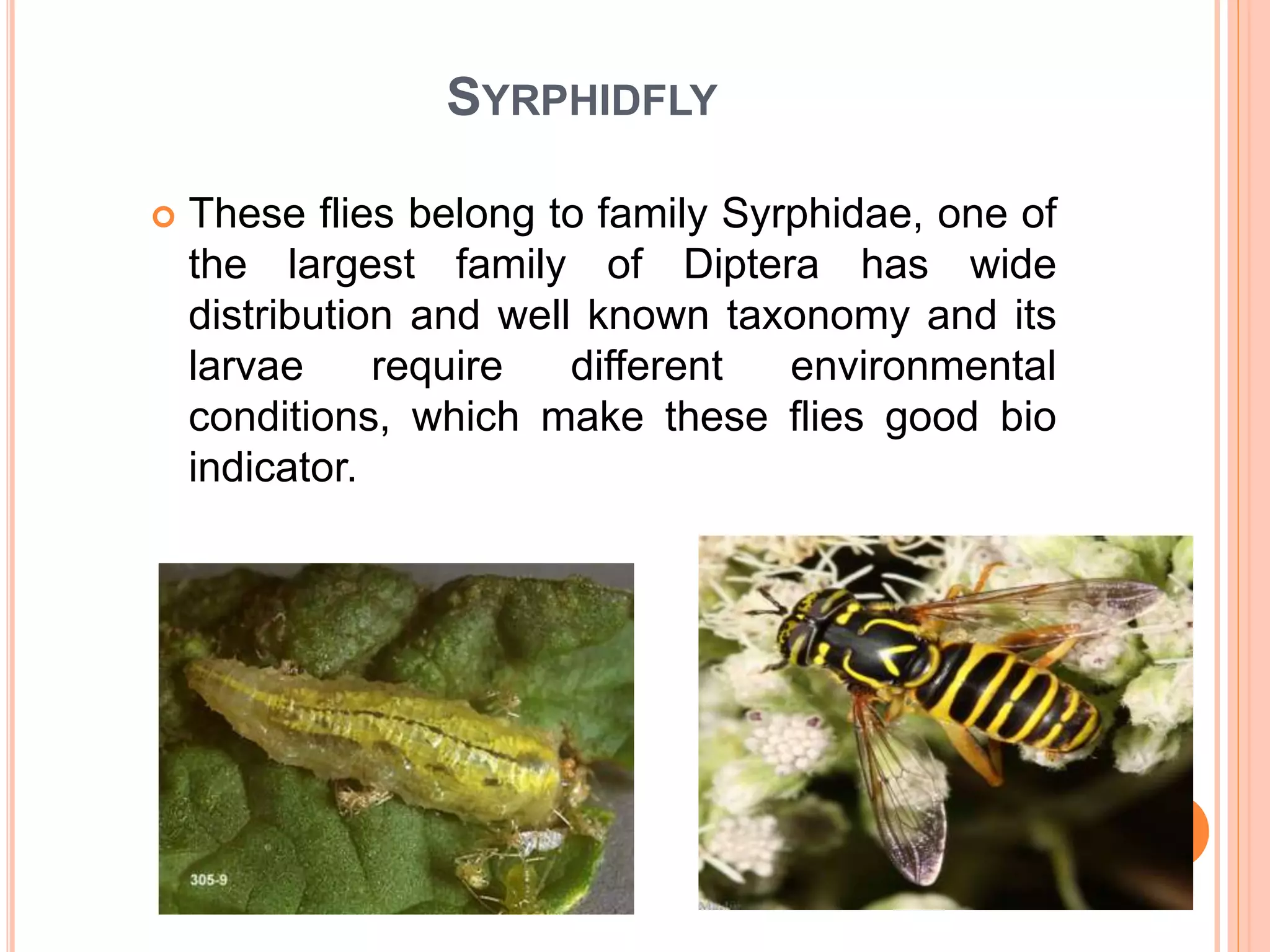 Insect as pollution indicator | PPTX