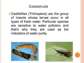 Insect as pollution indicator | PPTX