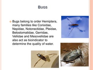 Insect as pollution indicator | PPTX
