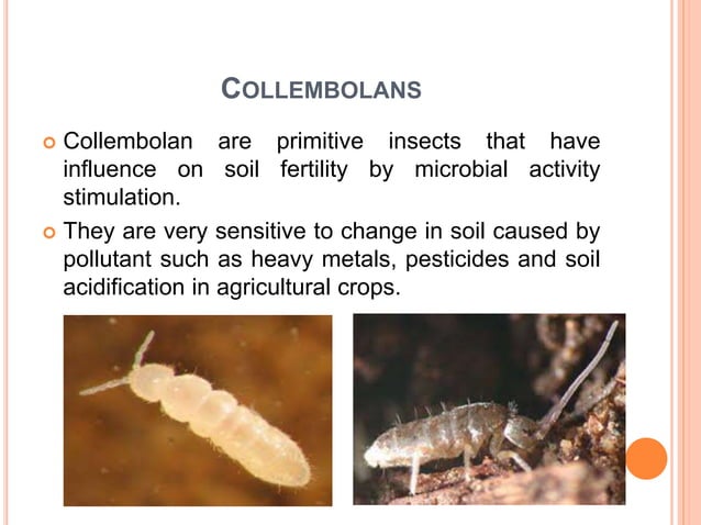 Insect as pollution indicator | PPTX