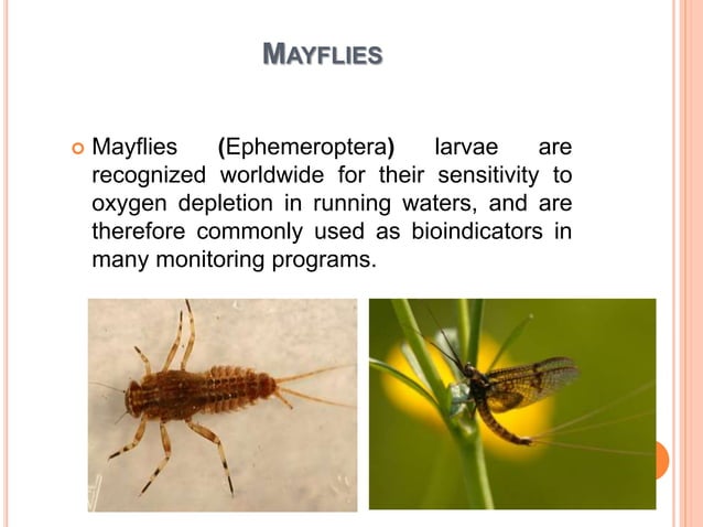 Insect as pollution indicator | PPTX
