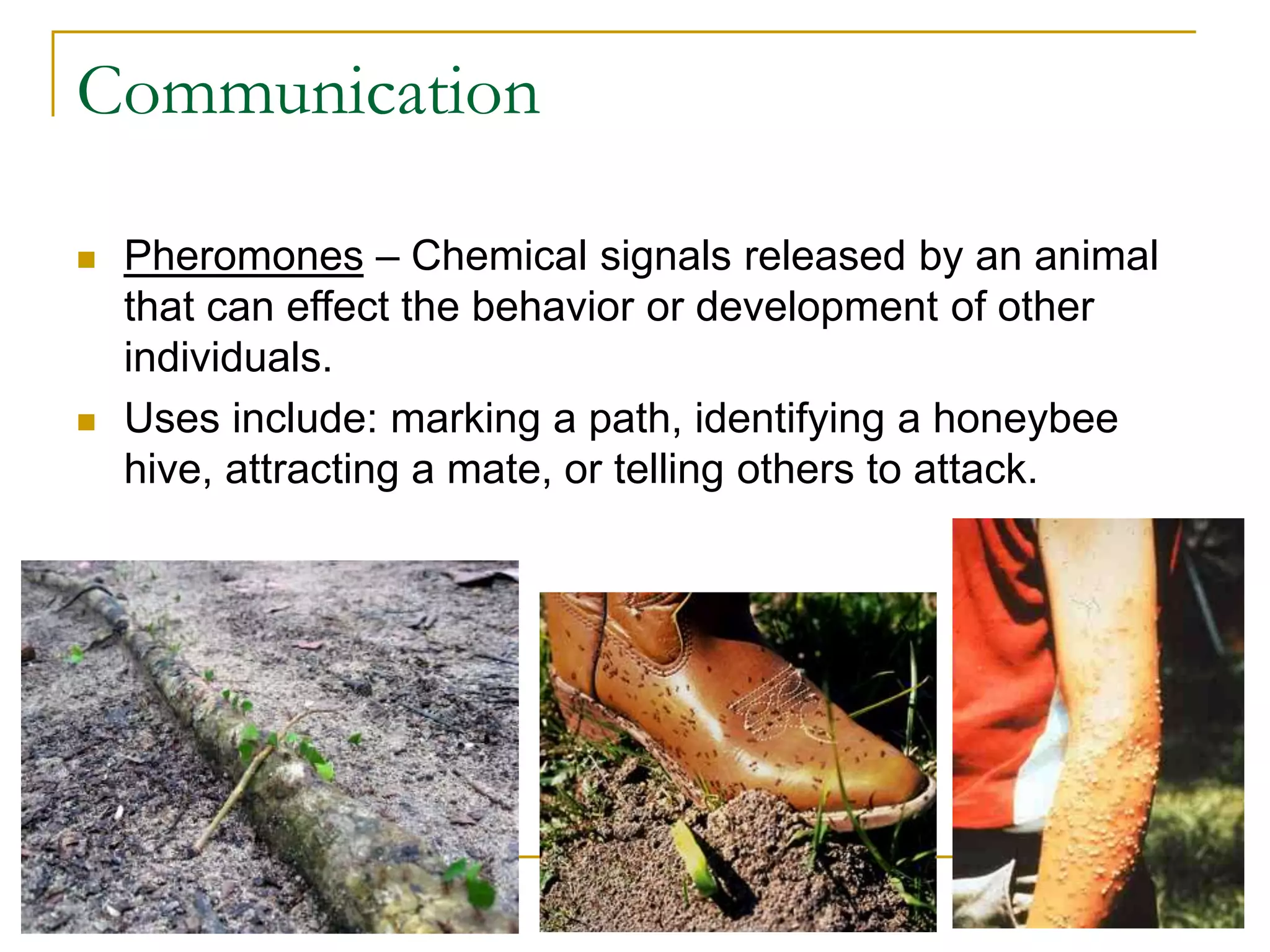 Insect Behavior.ppt