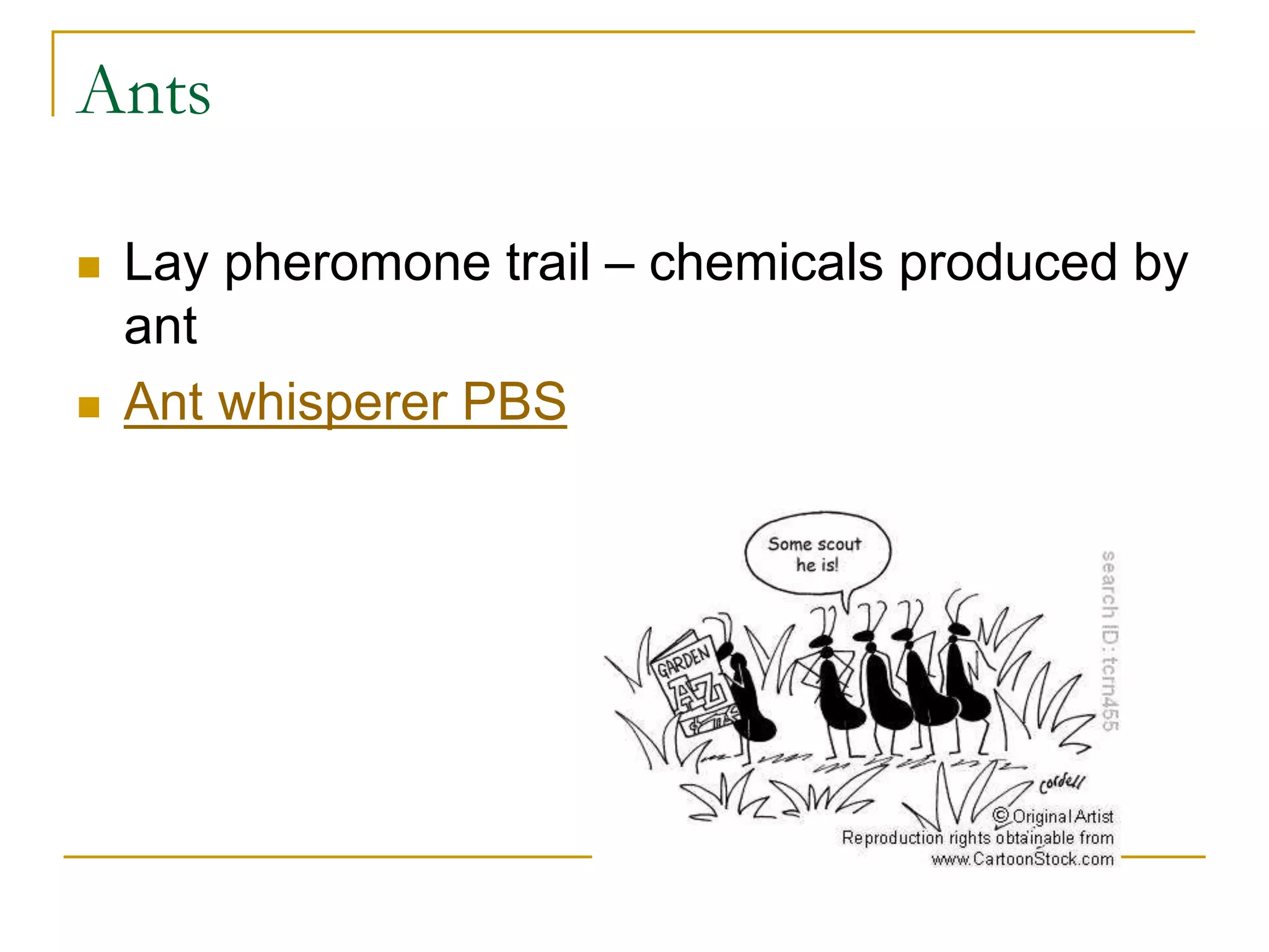 Insect Behavior.ppt