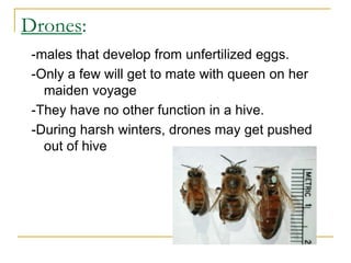 Insect Behavior.ppt