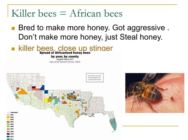 Insect Behavior.ppt | Beekeeping | Hobbies & Interests