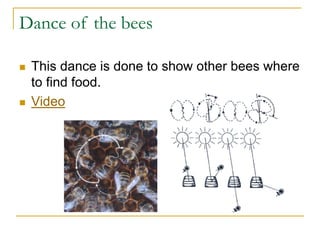 Insect Behavior.ppt