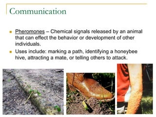 Insect Behavior.ppt