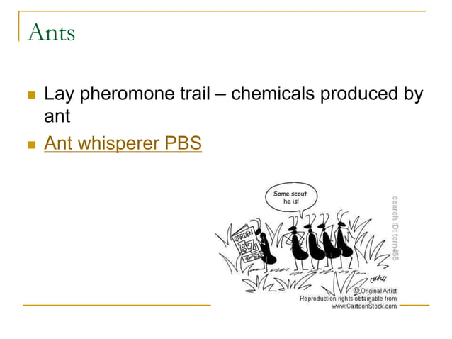 Insect Behavior.ppt | Beekeeping | Hobbies & Interests