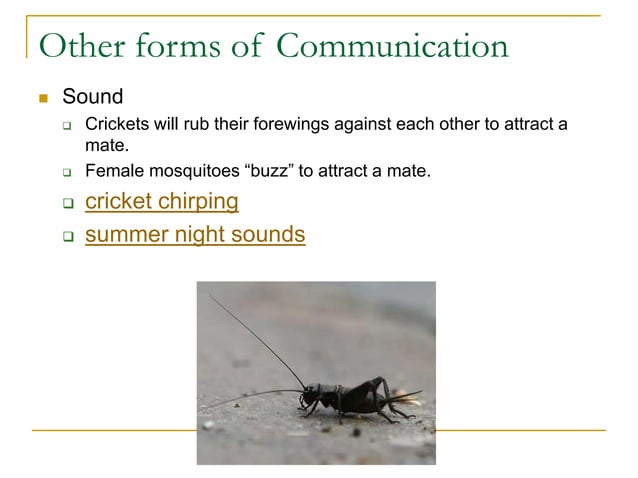 Insect Behavior.ppt | Beekeeping | Hobbies & Interests