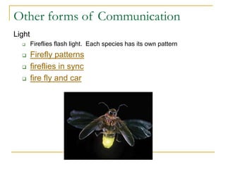 Insect Behavior.ppt