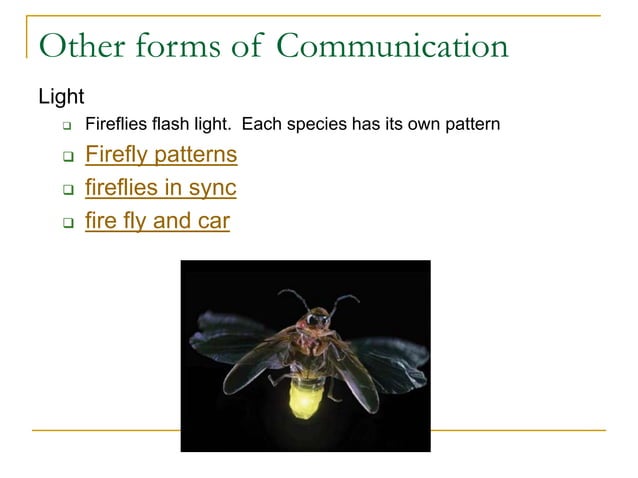 Insect Behavior.ppt | Beekeeping | Hobbies & Interests