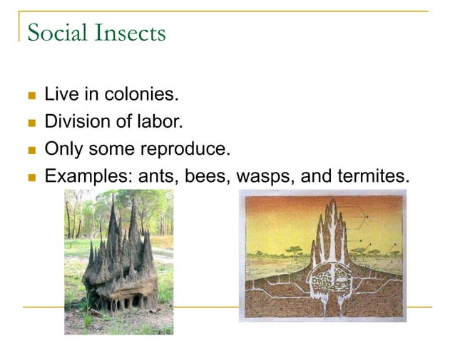 Insect Behavior.ppt | Beekeeping | Hobbies & Interests