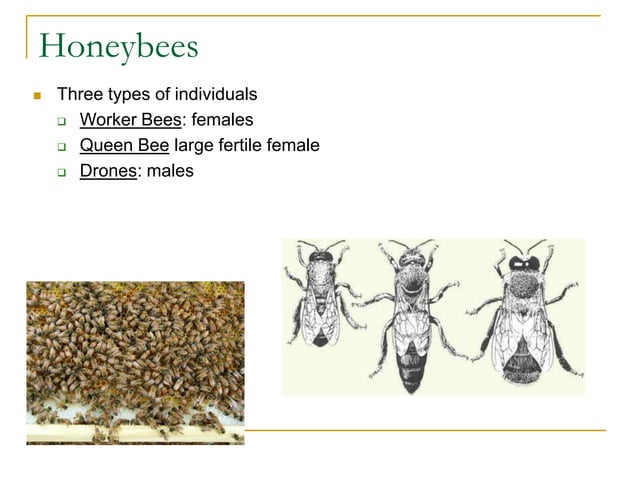 Insect Behavior.ppt | Beekeeping | Hobbies & Interests