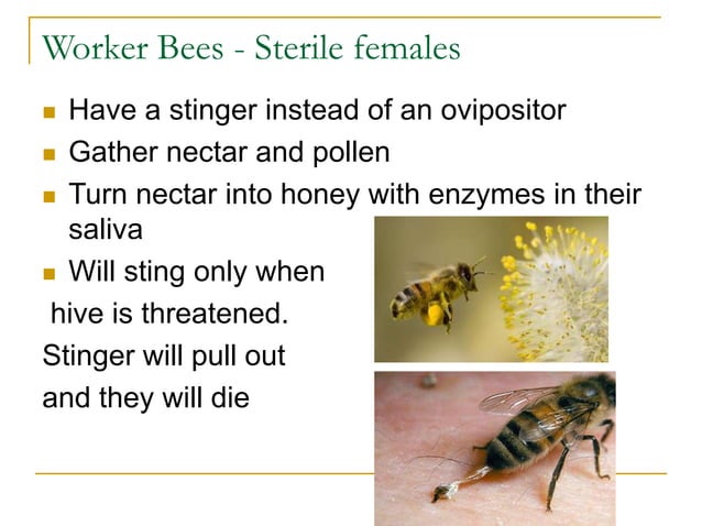 Insect Behavior.ppt | Beekeeping | Hobbies & Interests
