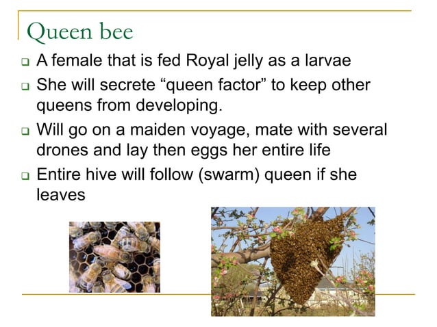 Insect Behavior.ppt | Beekeeping | Hobbies & Interests