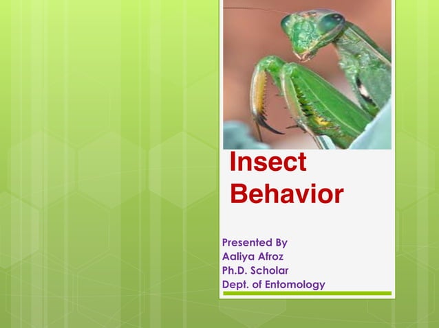 Insect behavior | PDF | Beekeeping | Hobbies & Interests