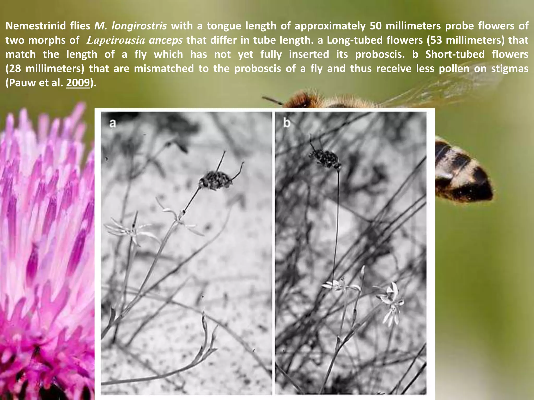 COEVOLUTION OF PLANT AND INSECT POLLINATORS | PPTX
