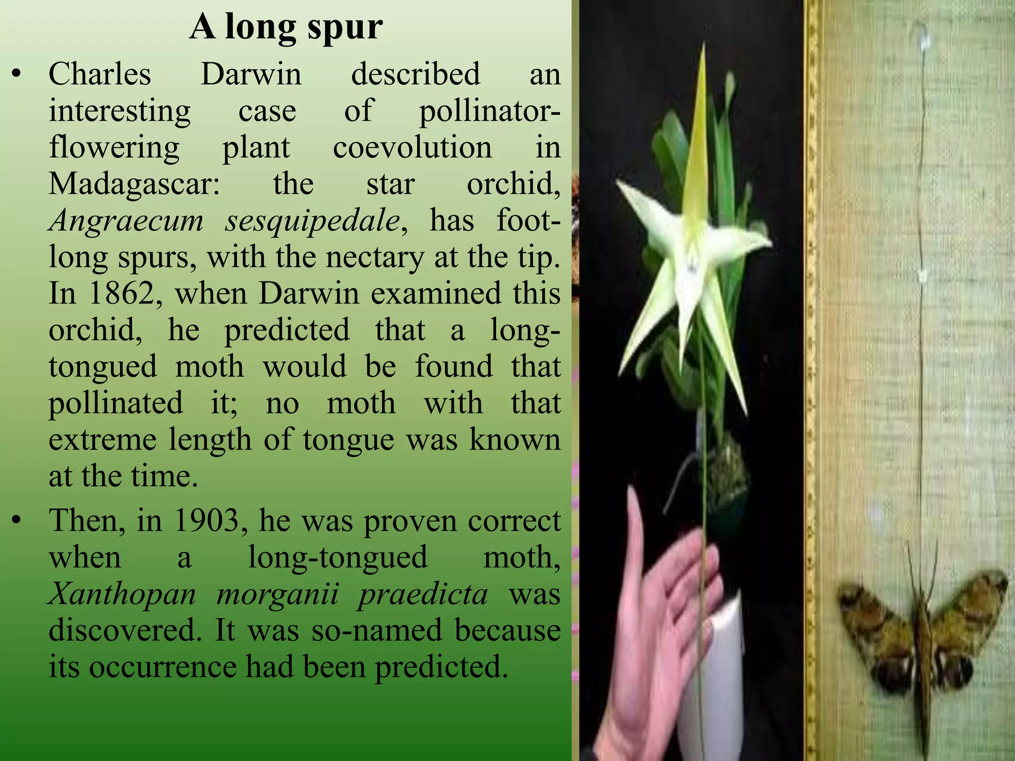 COEVOLUTION OF PLANT AND INSECT POLLINATORS | PPTX