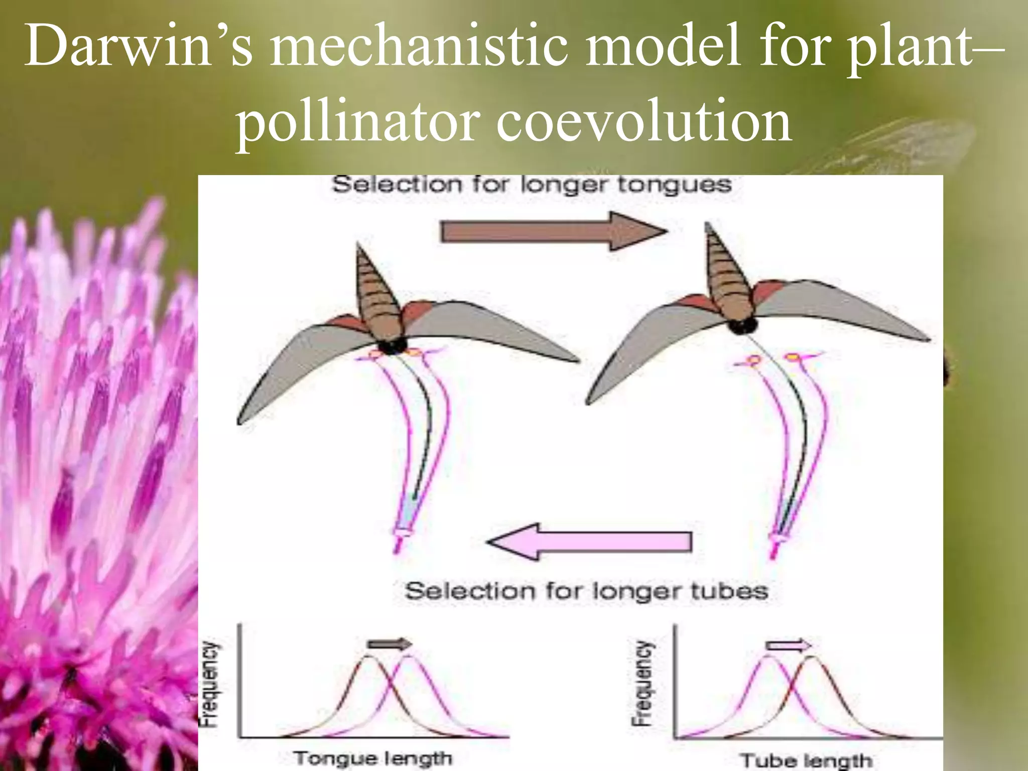 COEVOLUTION OF PLANT AND INSECT POLLINATORS | PPTX