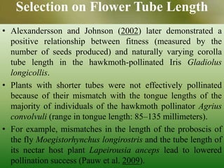 COEVOLUTION OF PLANT AND INSECT POLLINATORS | PPTX