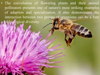 COEVOLUTION OF PLANT AND INSECT POLLINATORS | PPTX