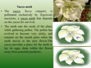 COEVOLUTION OF PLANT AND INSECT POLLINATORS | PPTX