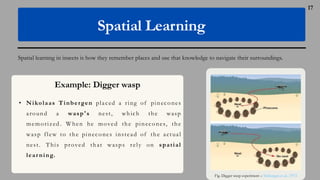 Insect Behaviour : Patterns And Determinants | PDF