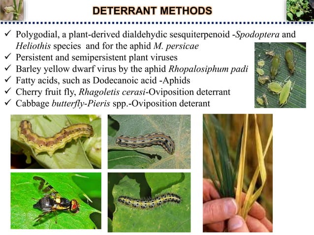 Insect Behaviour in IPM_S.Srinivasnaik_RAD21-25.ppt | Beekeeping ...