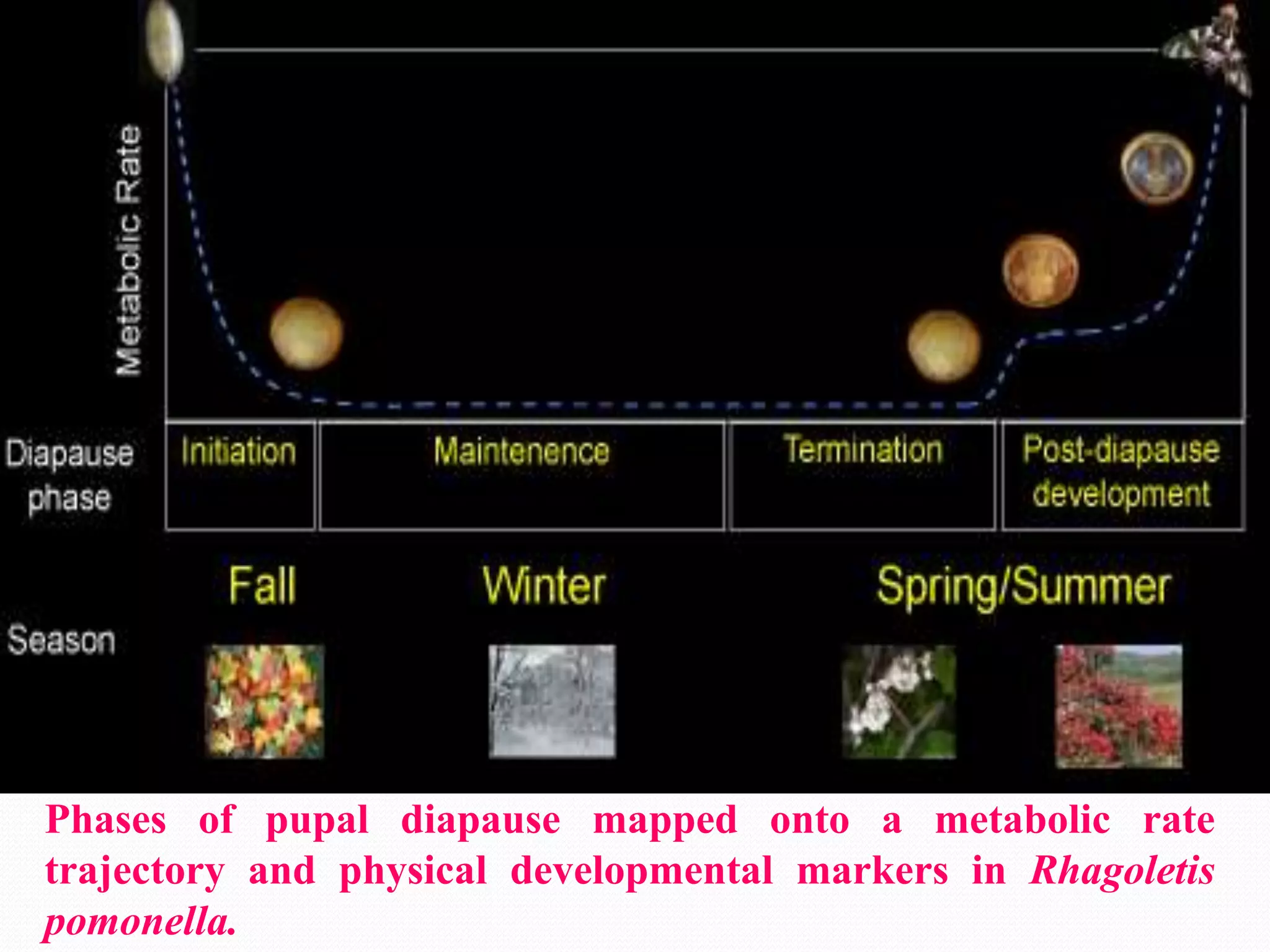 Diapause and cold hardiness in insects – biochemical aspects | PPTX