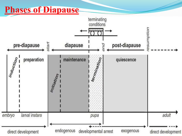 Diapause and cold hardiness in insects – biochemical aspects | PPTX