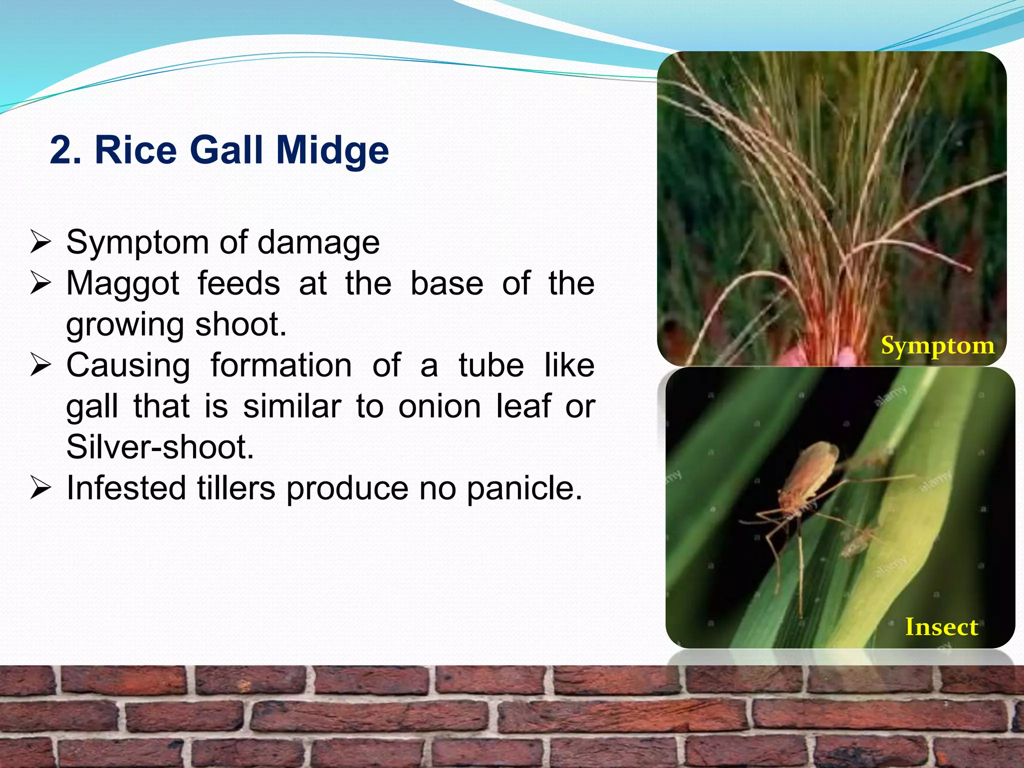 Insect biotypes | PPTX