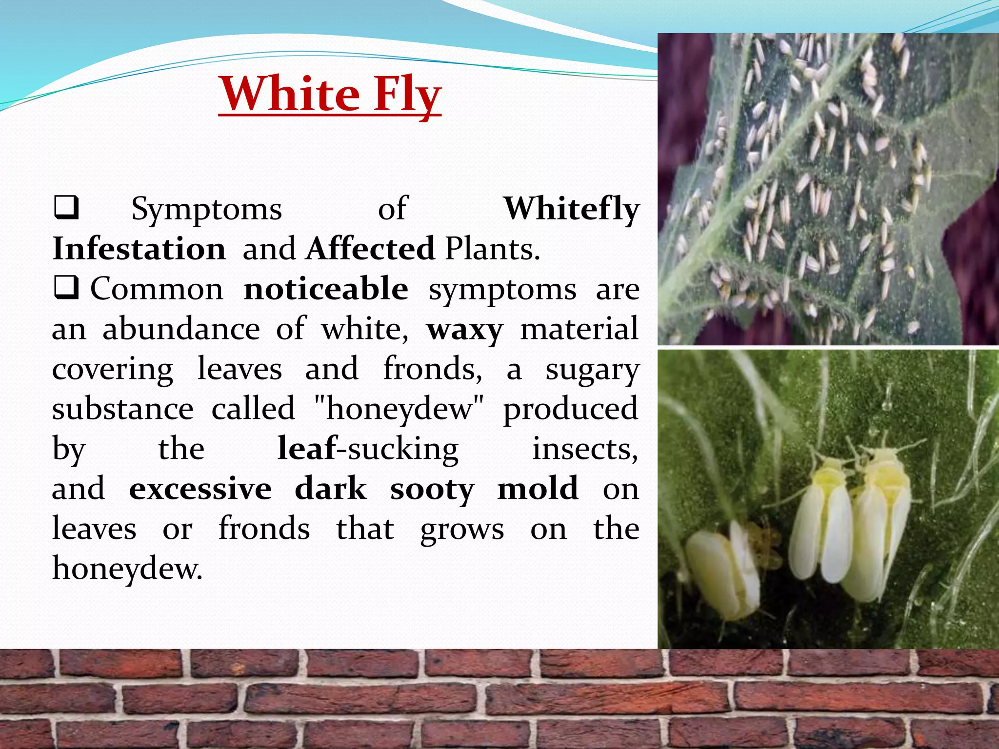 Insect biotypes | PPTX