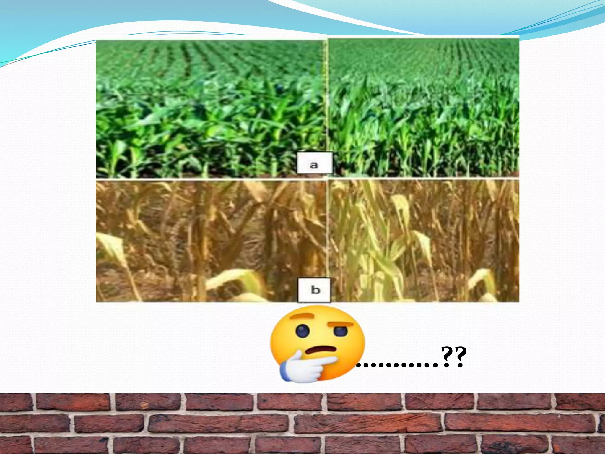 Insect biotypes | PPTX