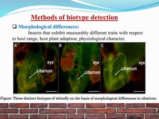 Insect biotypes | PPTX