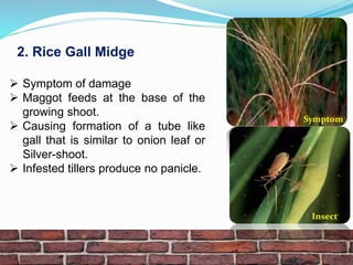 Insect biotypes | PPTX