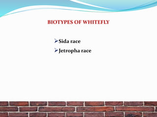 Insect biotypes | PPTX