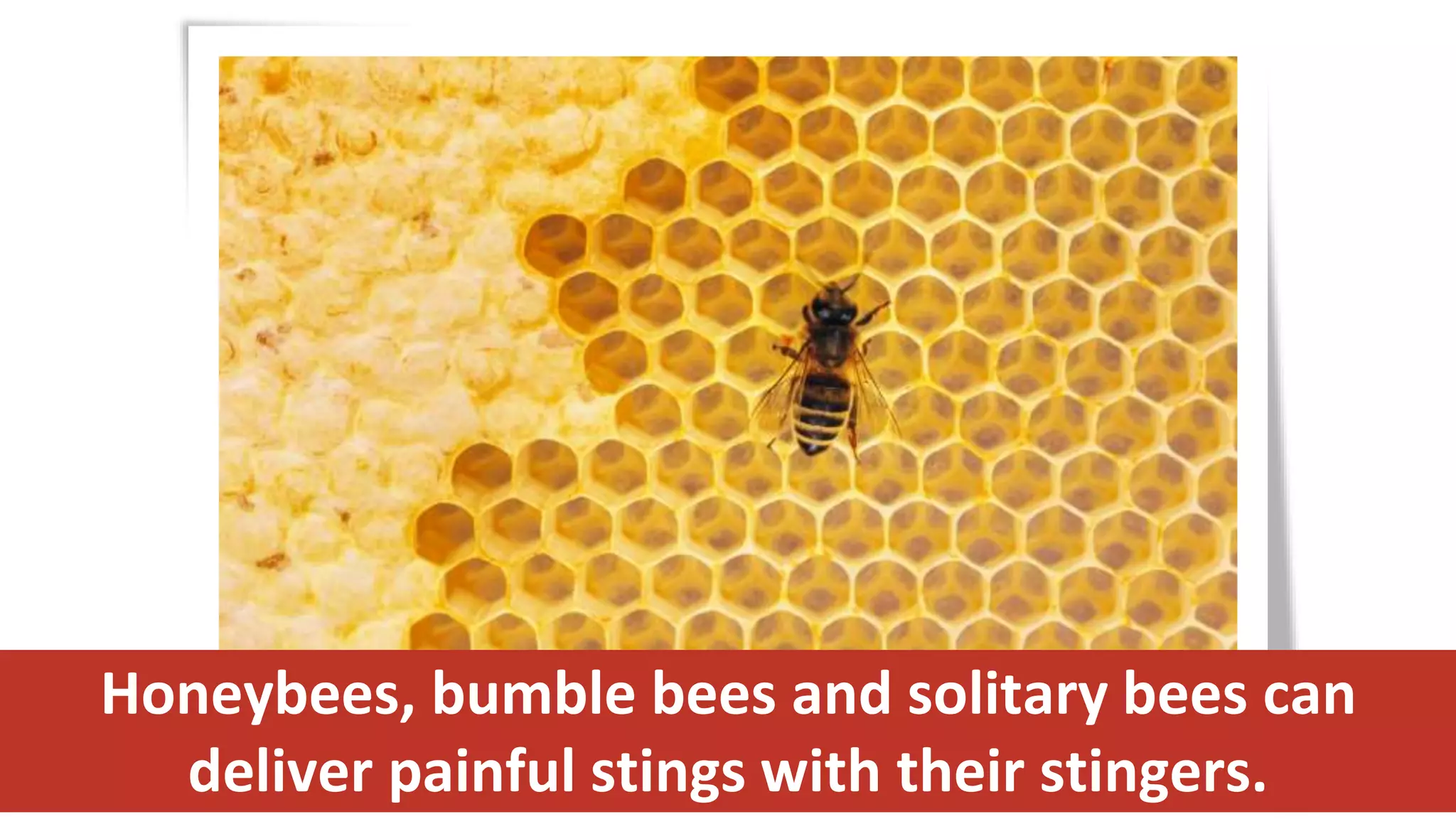Insect Bite Identification | PPTX
