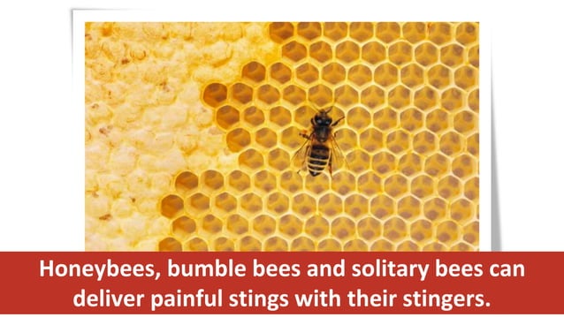 Insect Bite Identification | PPT