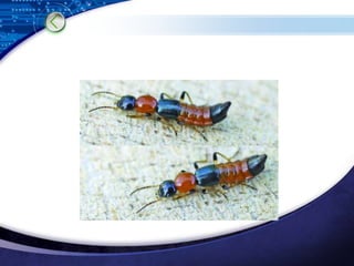 Insect bites and stings | PPTX