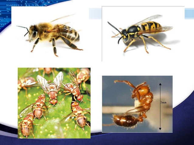 Insect bites and stings | PPTX