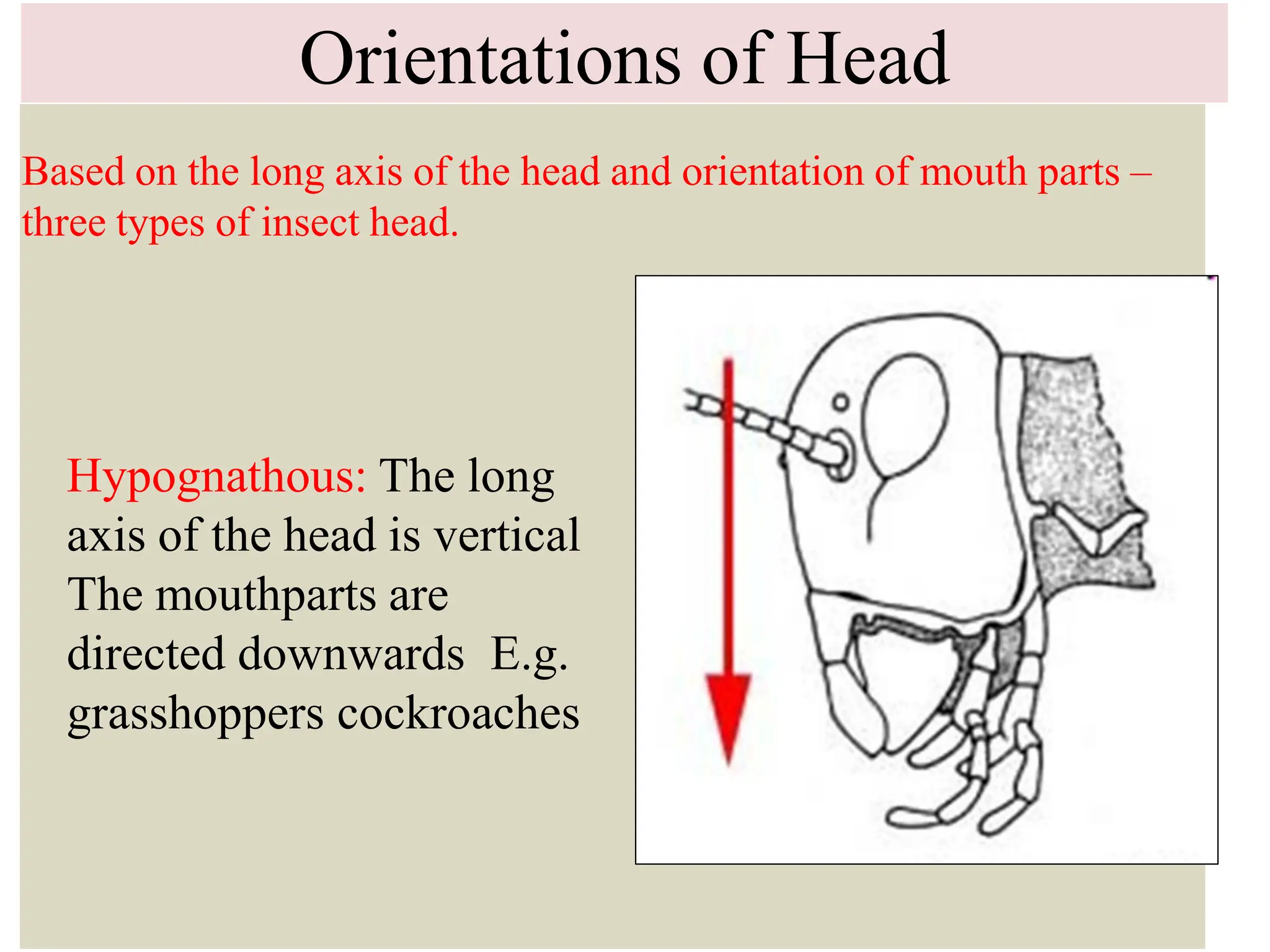Insect body segmentation................ | PDF