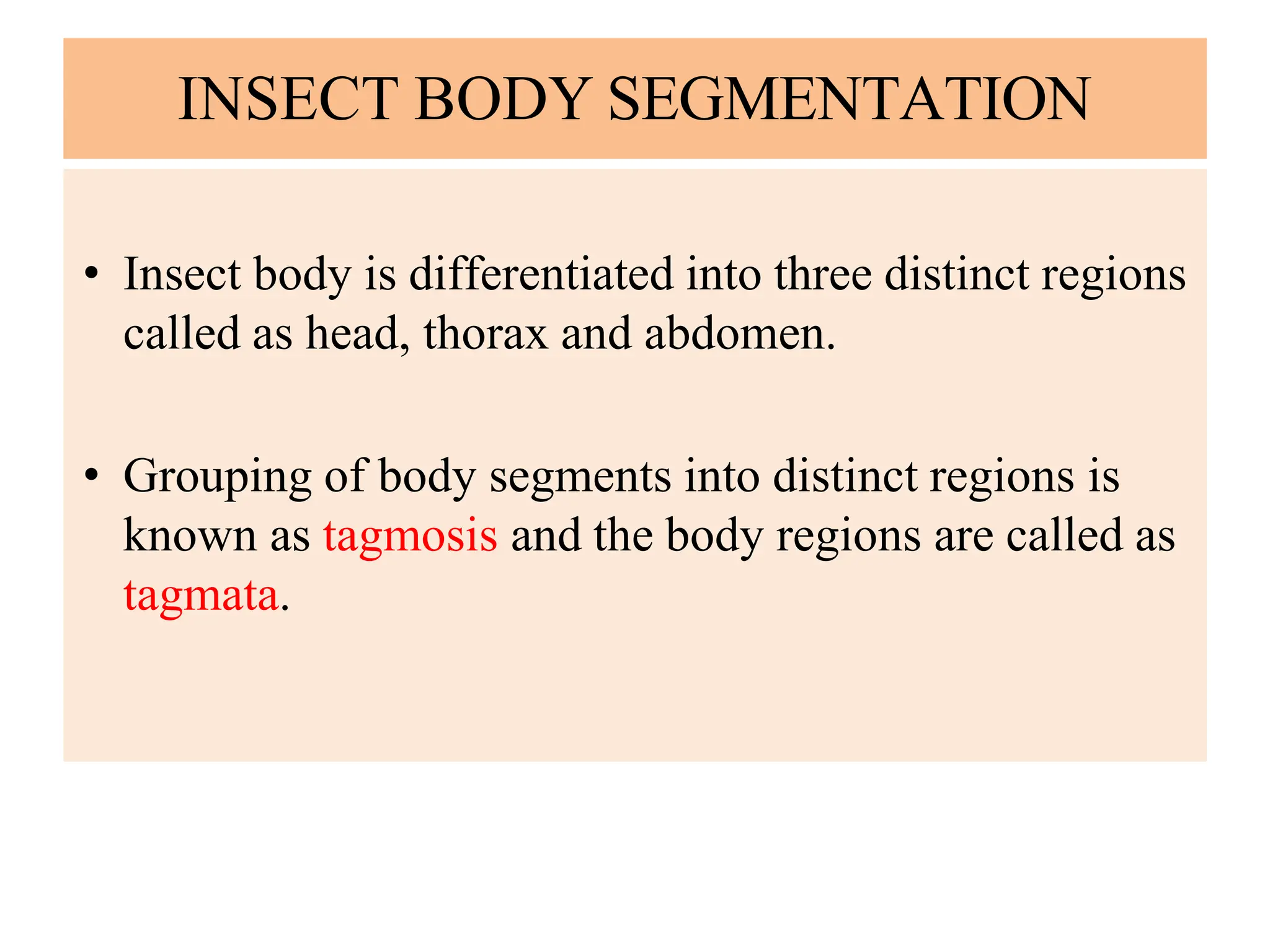 Insect body segmentation................ | PDF