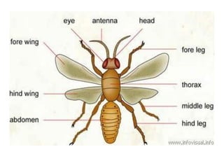 Insect body segmentation................ | PDF