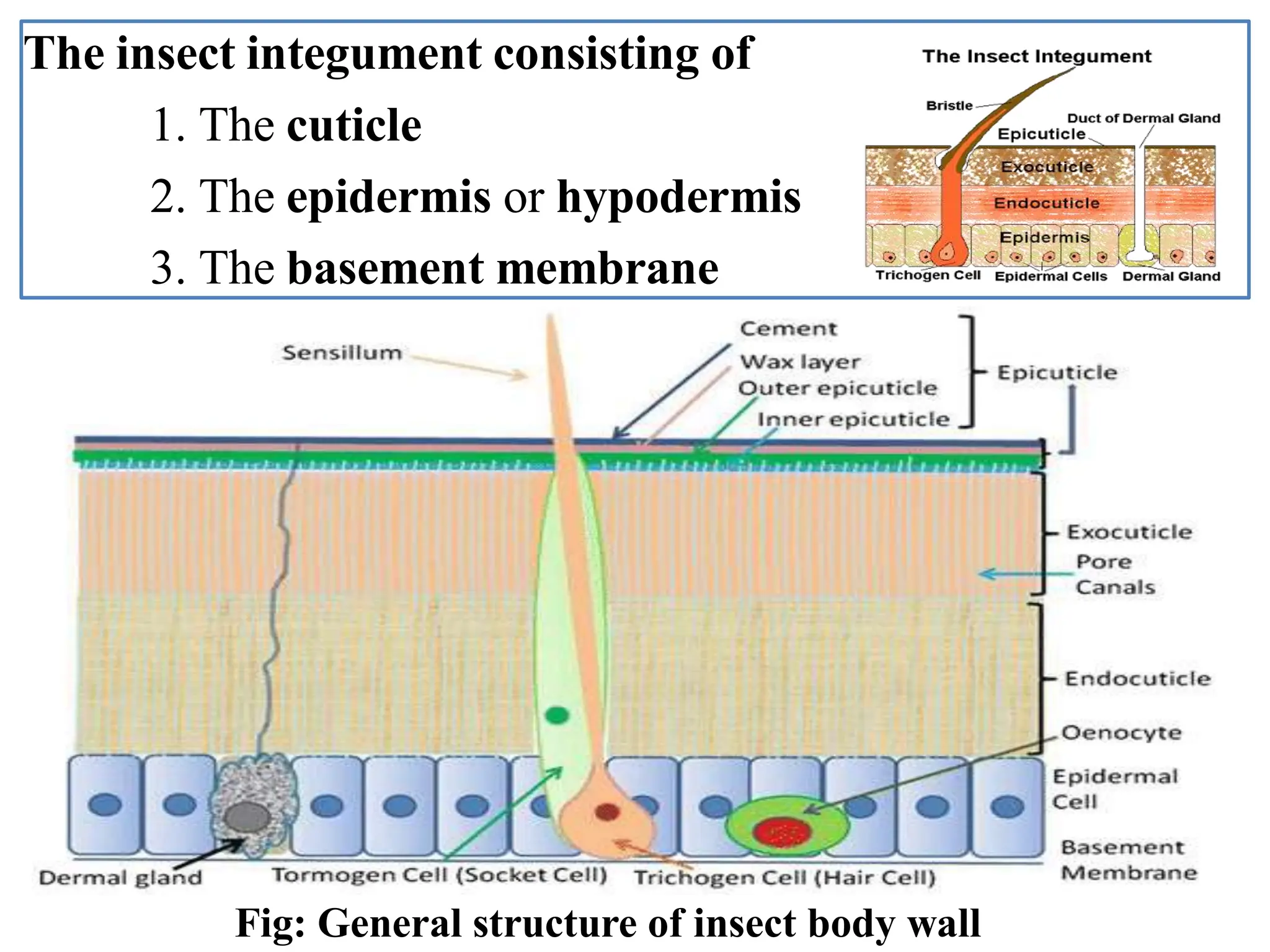 INSECT_BODY_WALL.ppt